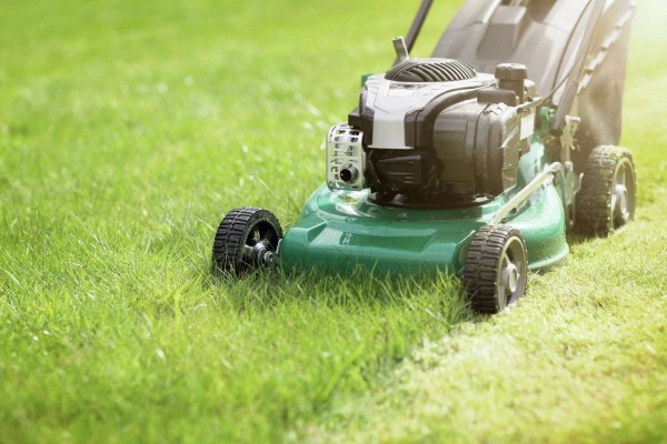 Why Cutting Your Lawn Too Short in Summer Causes Problems | Turf ...